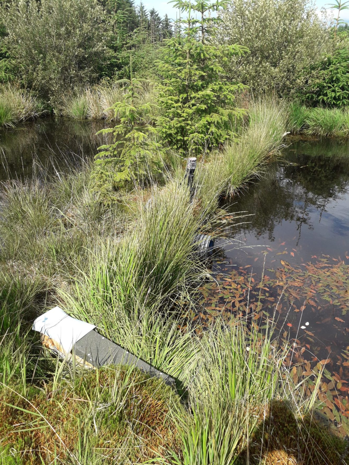 Saving Wales’s upland Water Voles – Initiative for Nature Conservation ...