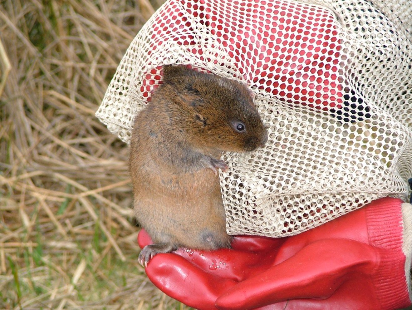 Saving Wales’s upland Water Voles – Initiative for Nature Conservation ...